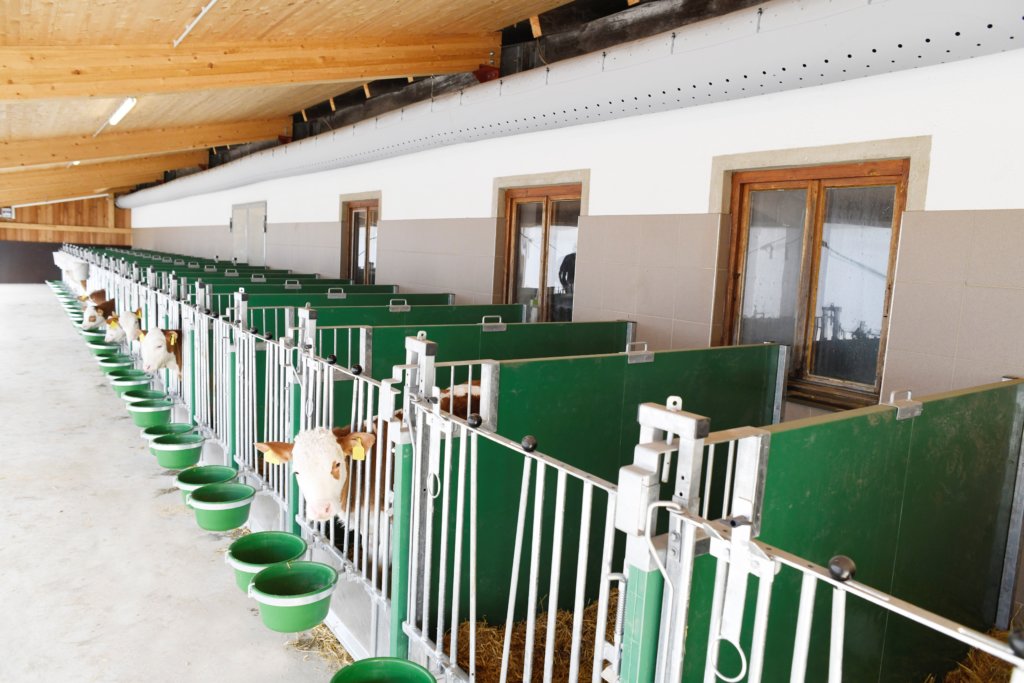 Calf pens | Calf pens that offer you flexibility | Topcalf