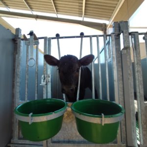 Calf Housing: Indoor or outdoor? | Topcalf