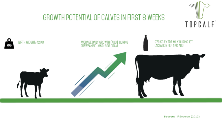 Growth potential of cattle in first 8 weeks | Topcalf