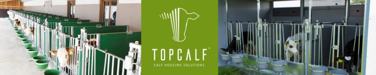 Calf Rearing Best Practices | Optimal Growth | Topcalf