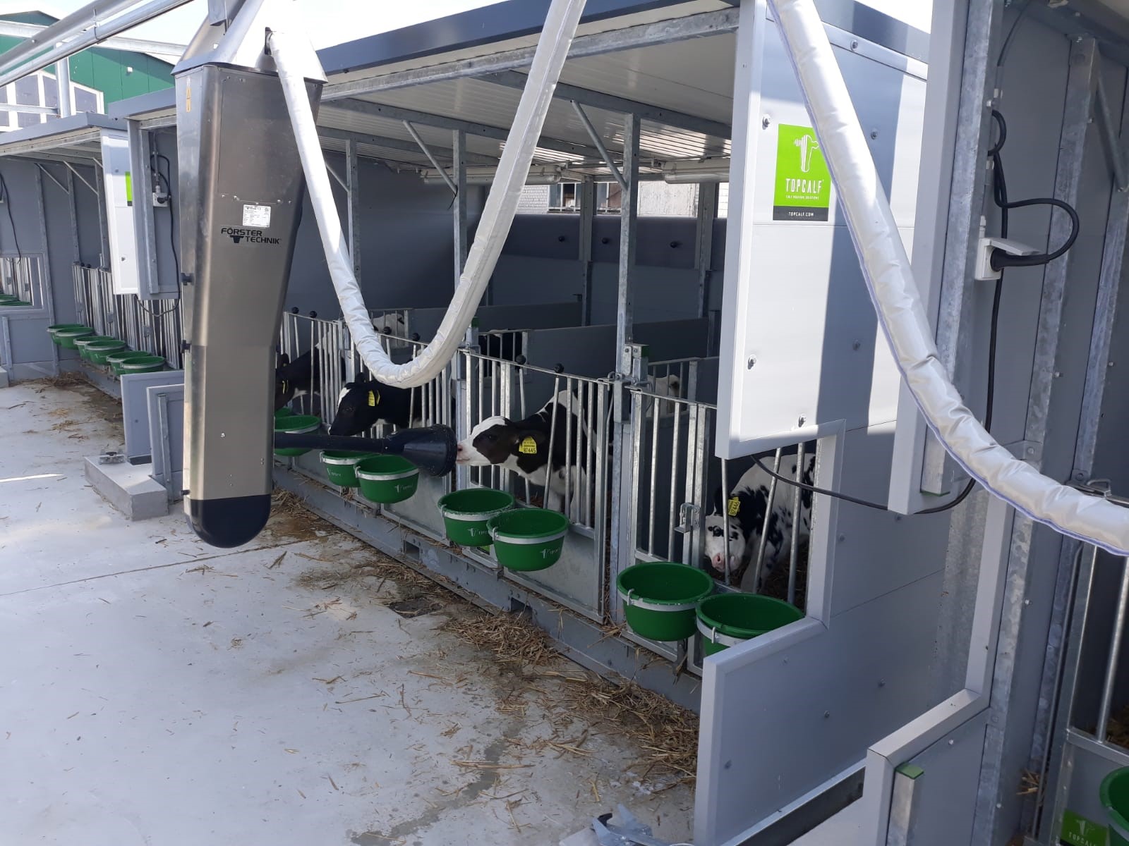 Calfrail 1 - Topcalf