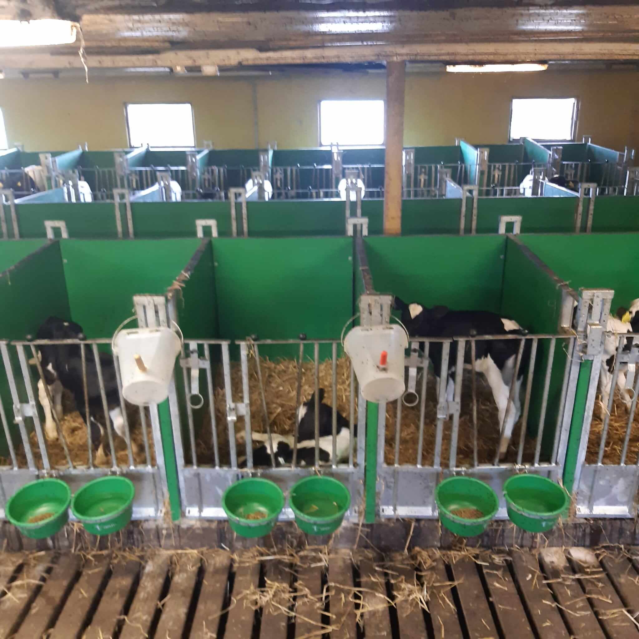 72 Calf pens in Sweden! | Topcalf | Non-movable calf hutches
