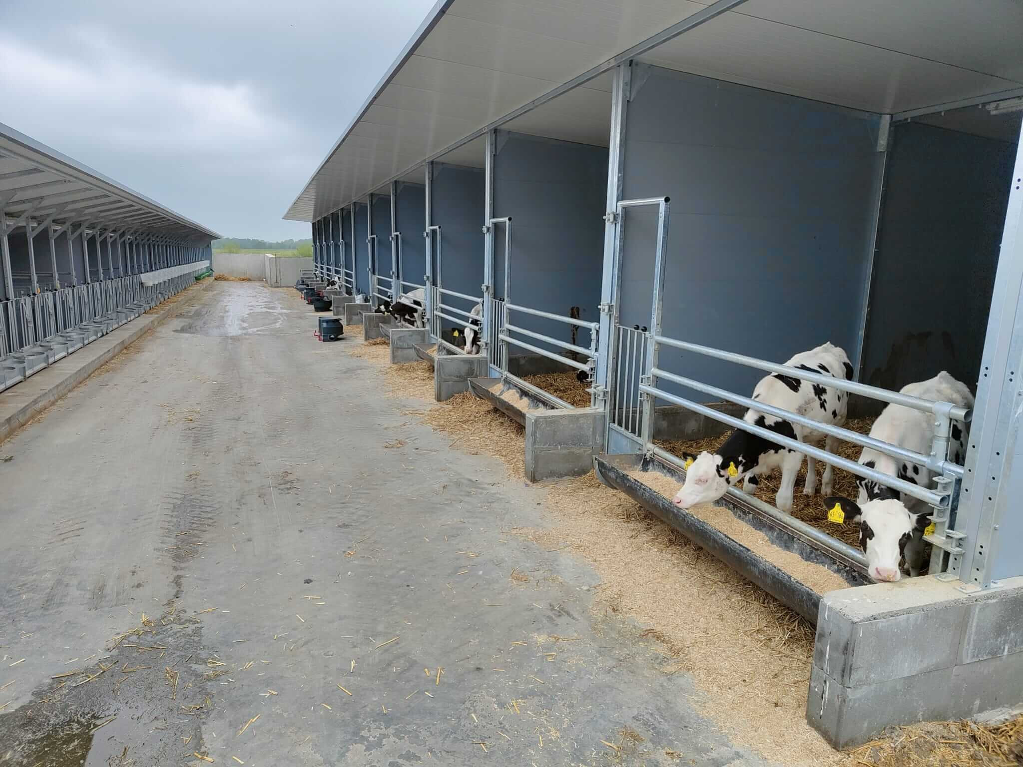 Calf Shed | group calf housing - Topcalf